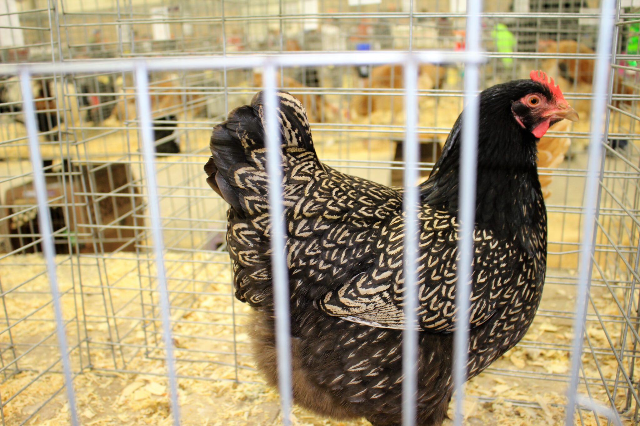 Meet the Top 15 Best Brown Egg Layers - Backyard Poultry